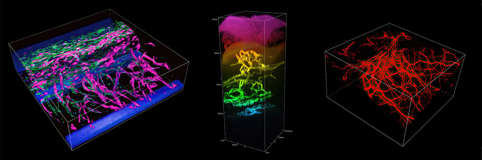 3D Imaging | Applications | Nikon BioImaging Lab - Boston, USA | 니콘 ...
