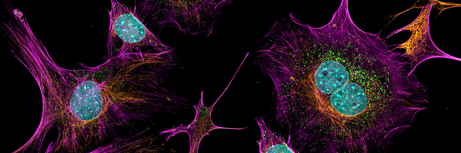 Applications | Nikon BioImaging Lab - USA | Nikon Instruments Inc.
