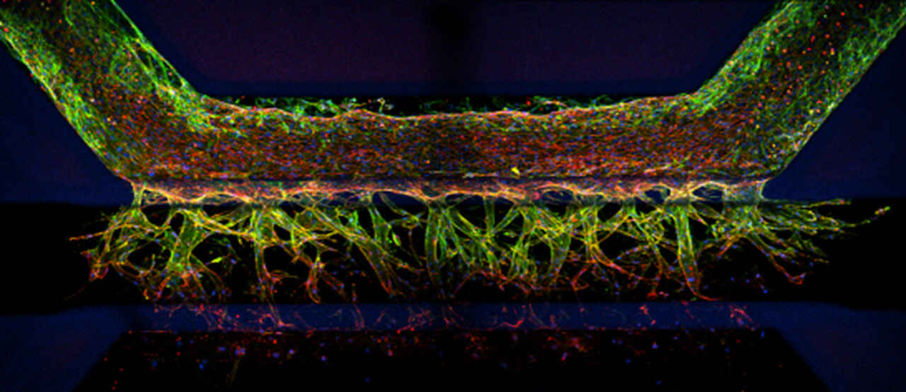 Drug Discovery | Life Sciences | Solutions | Nikon Europe B.V.