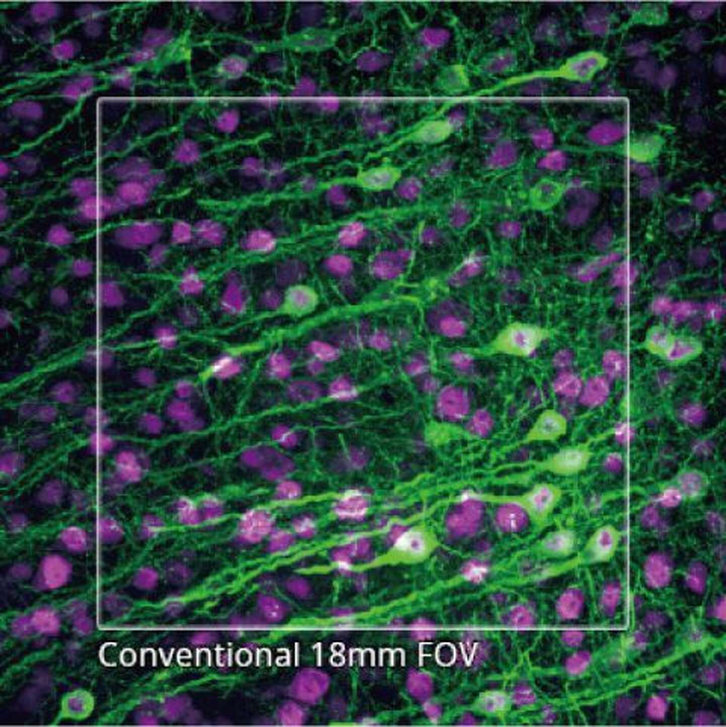An Inside Look | A1 HD25 / A1R HD25 | Confocal and Multiphoton ...