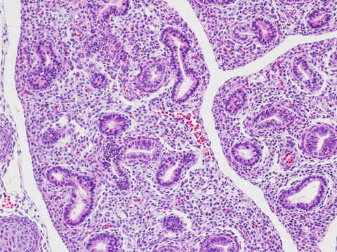 标本 | Digital Sight 10 | 相机 | 显微镜产品 | 尼康精机（上海）有限公司