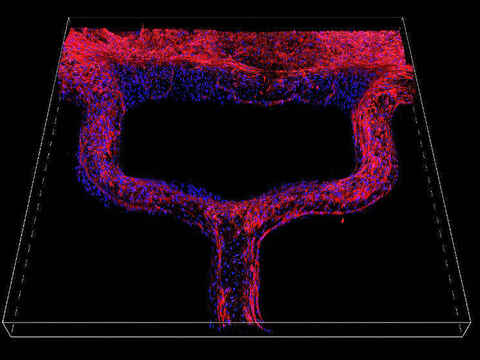 3D Imaging | Applications | Nikon BioImaging Lab - USA | Nikon ...