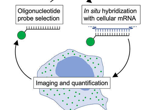 mRNA Quantification (smFISH) for Gene Expression Analysis ...