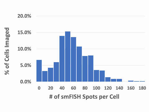 mRNA Quantification (smFISH) for Gene Expression Analysis ...