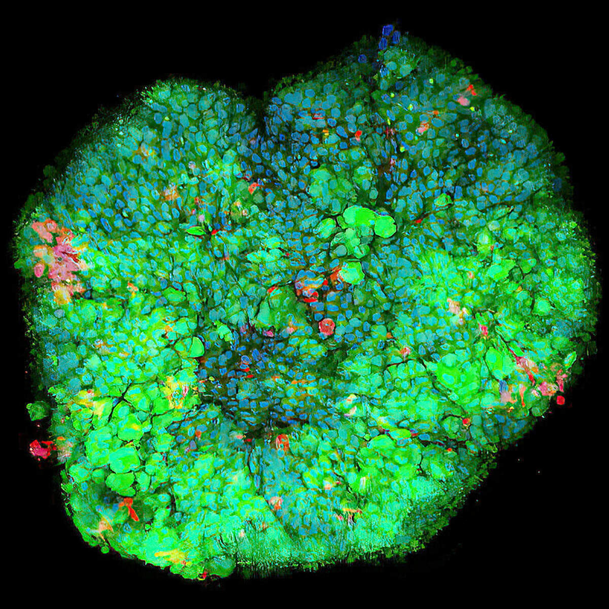 2D or 3D Toxicology, Uptake, and Viability Studies | Applications ...