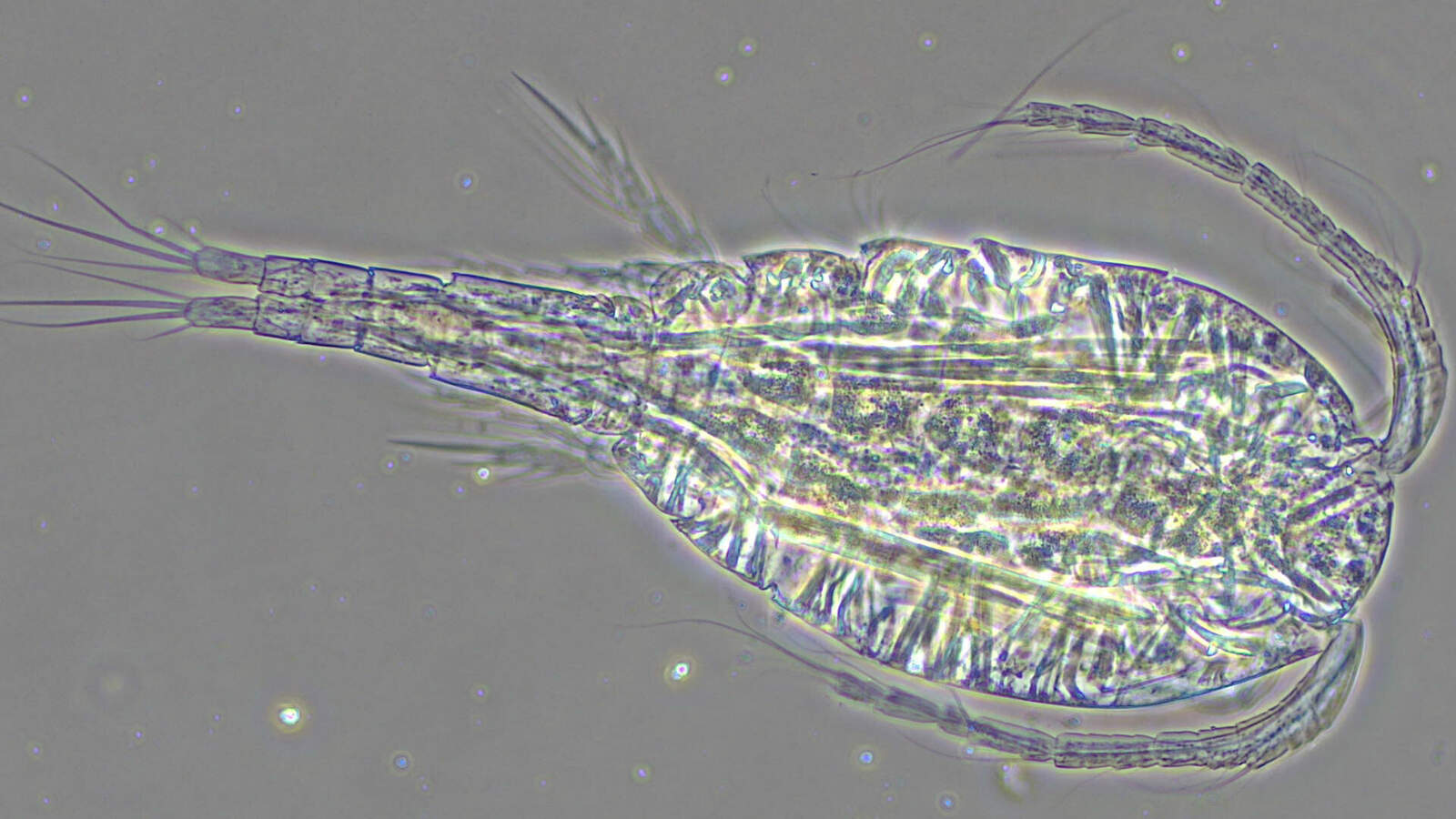 Cyclops - unstained | Galleries | Nikon Instruments Inc.