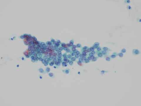 Gallery | ECLIPSE Ui | Digital Microscopes | Microscope Products ...