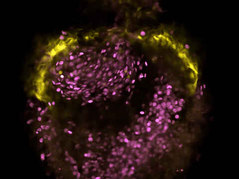 Gallery | AX R MP with NSPARC | Confocal and Multiphoton Microscopes | Microscope Products ...