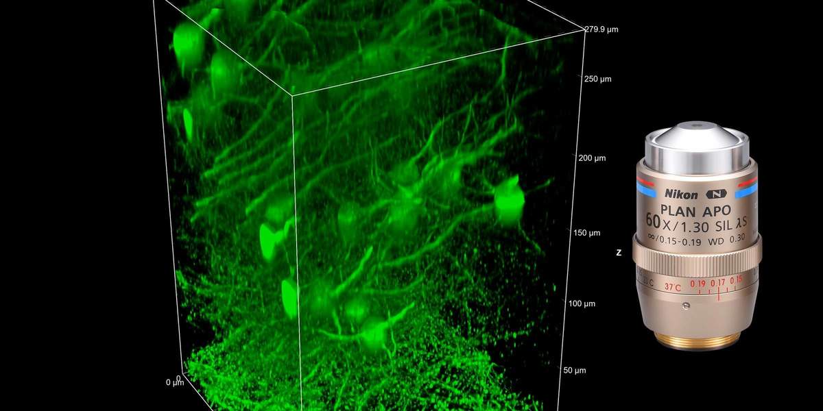 Microscope Systems for Life Science Research & Healthcare | Nikon ...