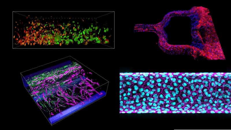 Microscope Systems for Life Science Research & Healthcare | Nikon ...