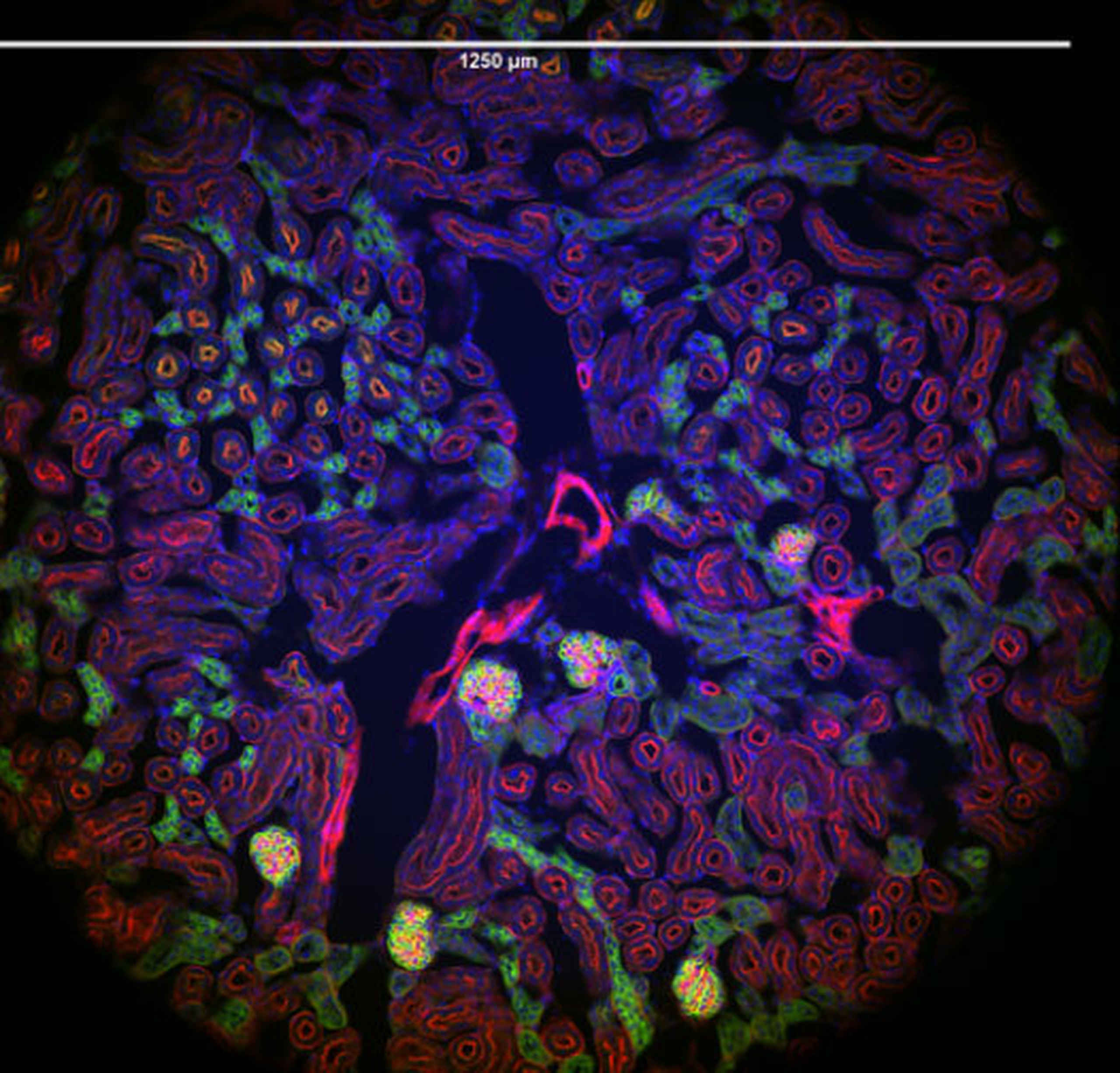 Crest X-Light V2 | Crest X-Light Series | Confocal Microscopes | Nikon ...