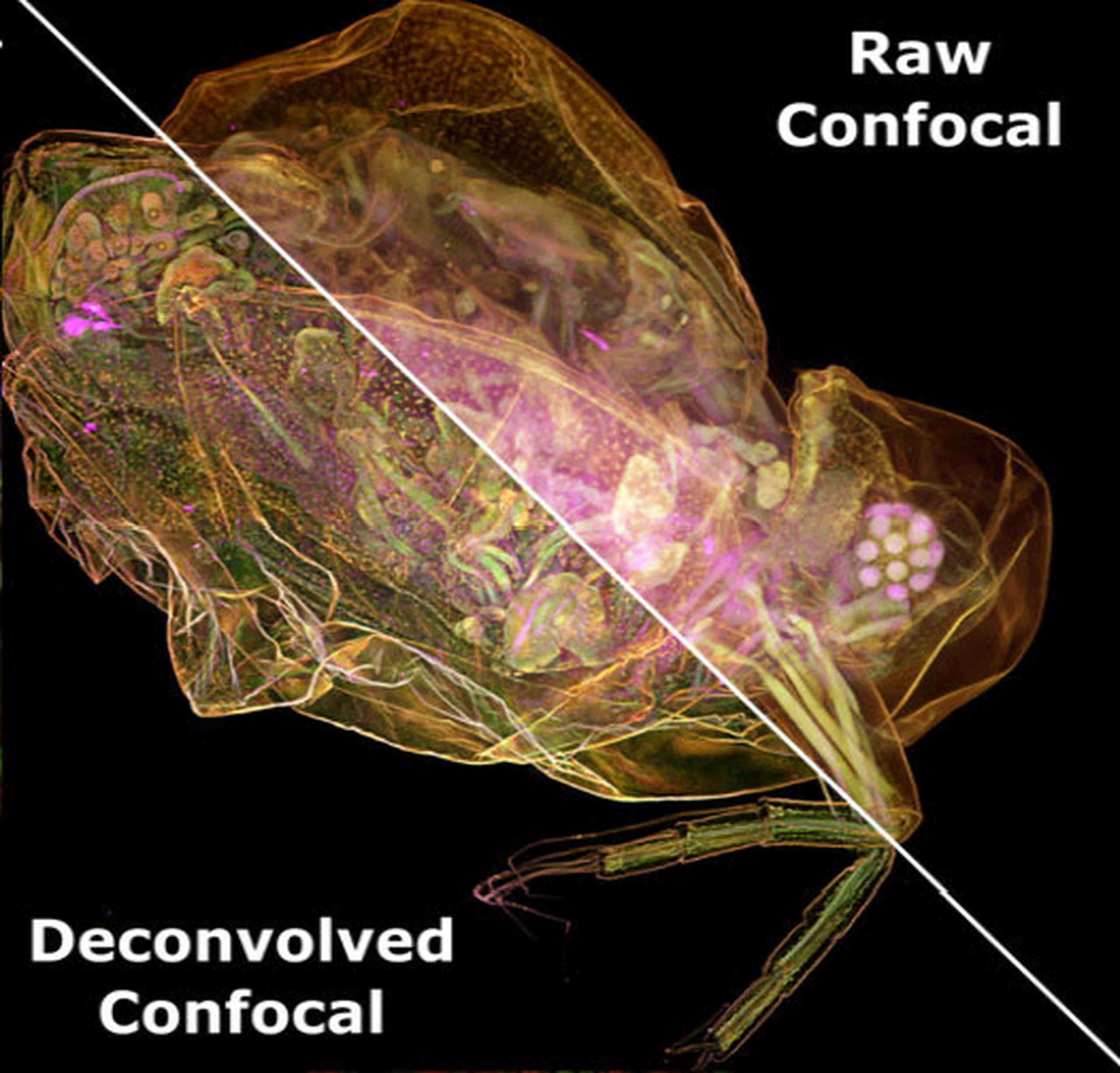 Crest X-Light V2 | Crest X-Light Series | Confocal Microscopes | Nikon ...