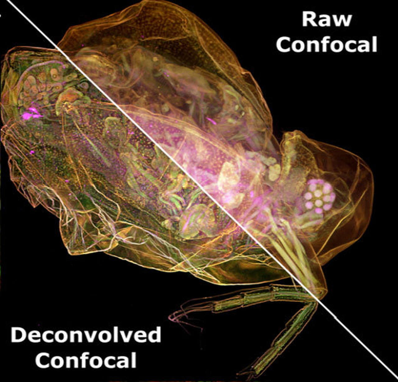 Crest X-Light V2 | Crest X-Light Series | Confocal Microscopes | Nikon ...