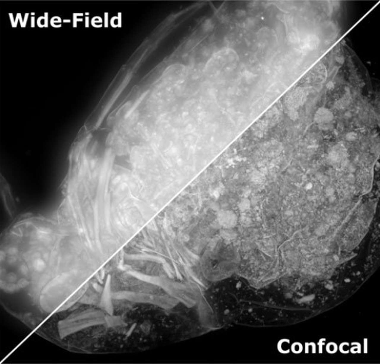 Crest X-Light V2 | Crest X-Light Series | Confocal Microscopes | Nikon ...