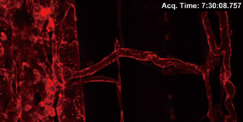 A1 HD25 / A1R HD25 | Confocal and Multiphoton Microscopes | Microscope ...