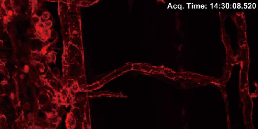 A1 HD25 / A1R HD25 | Confocal and Multiphoton Microscopes | Microscope ...