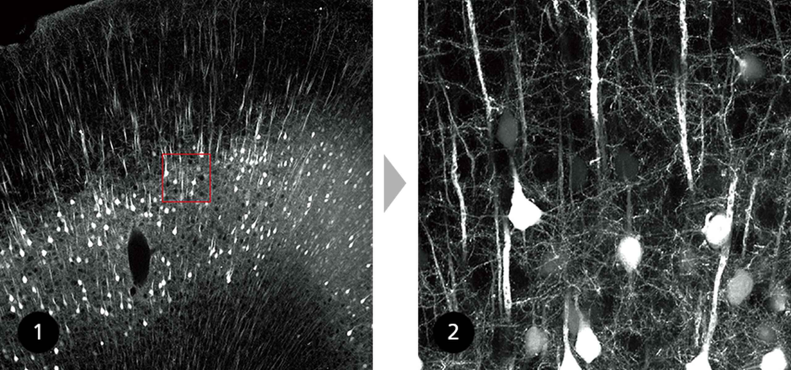 A1 HD25 / A1R HD25 | Confocal Microscopes | Nikon Microscope Products ...
