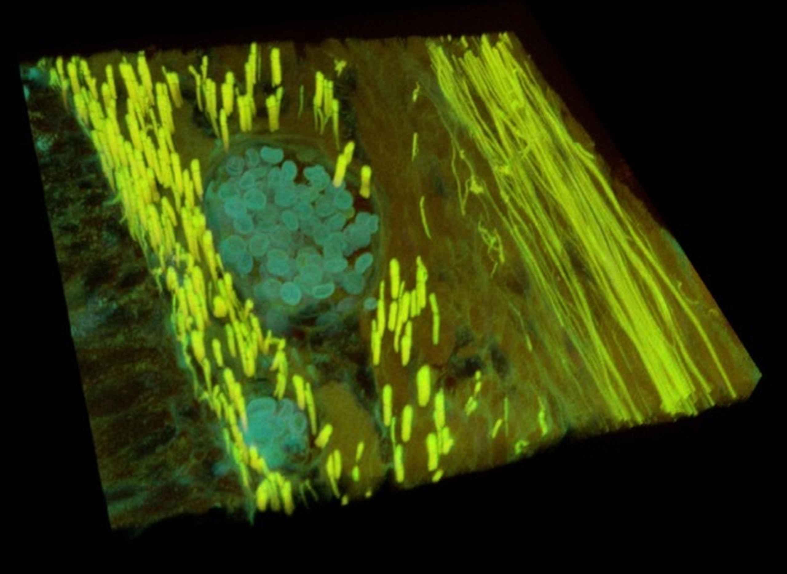 A1 HD25 / A1R HD25 | Confocal Microscopes | Nikon Microscope Products ...