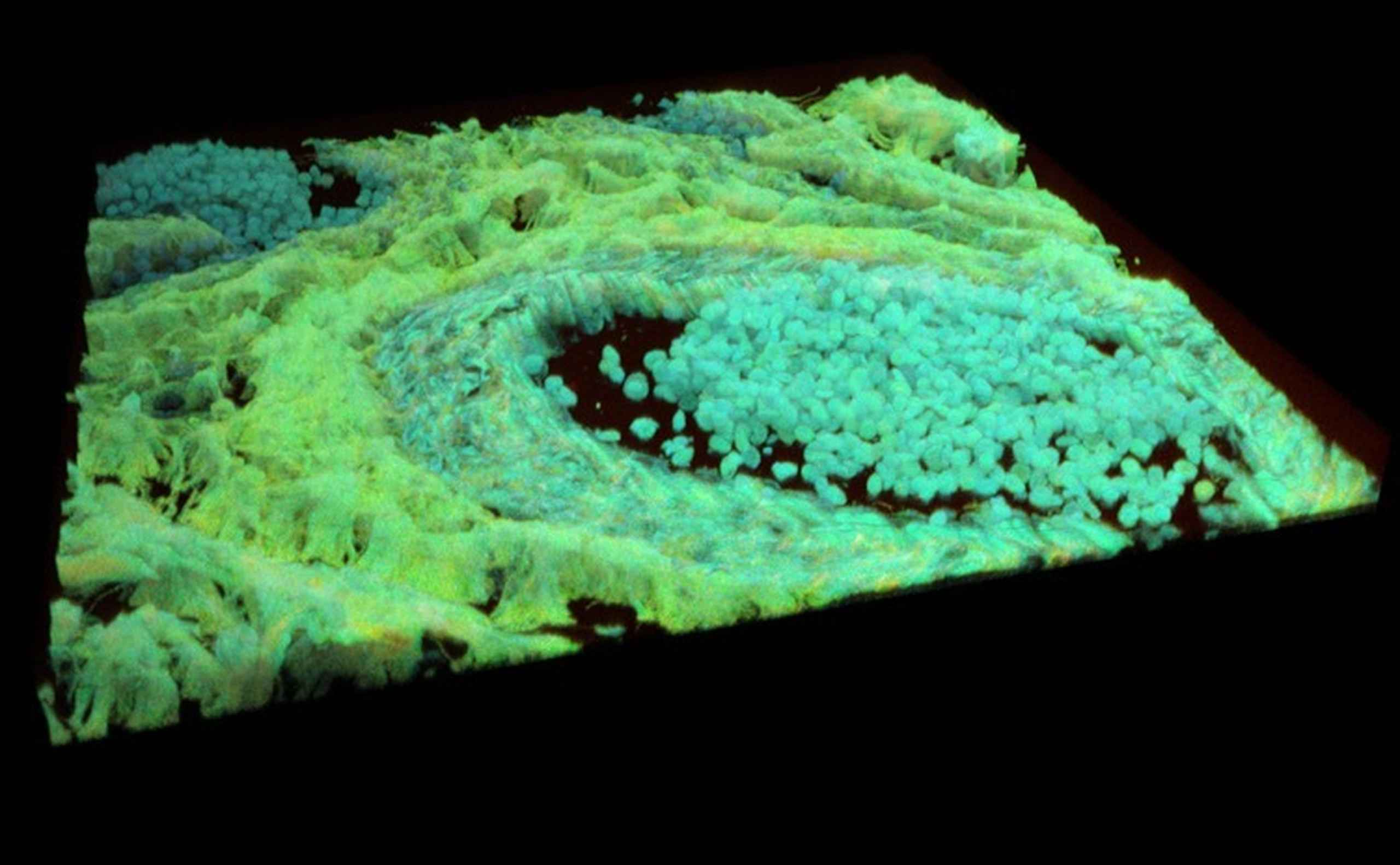 A1 HD25 / A1R HD25 | Confocal Microscopes | Nikon Microscope Products ...