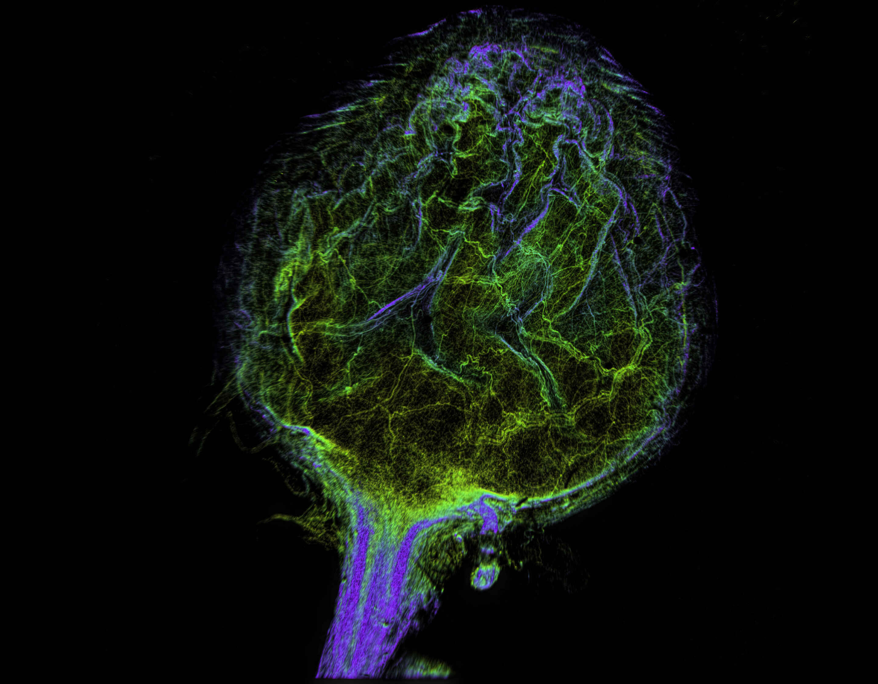 AX / AX R with NSPARC | Confocal and Multiphoton Microscopes ...