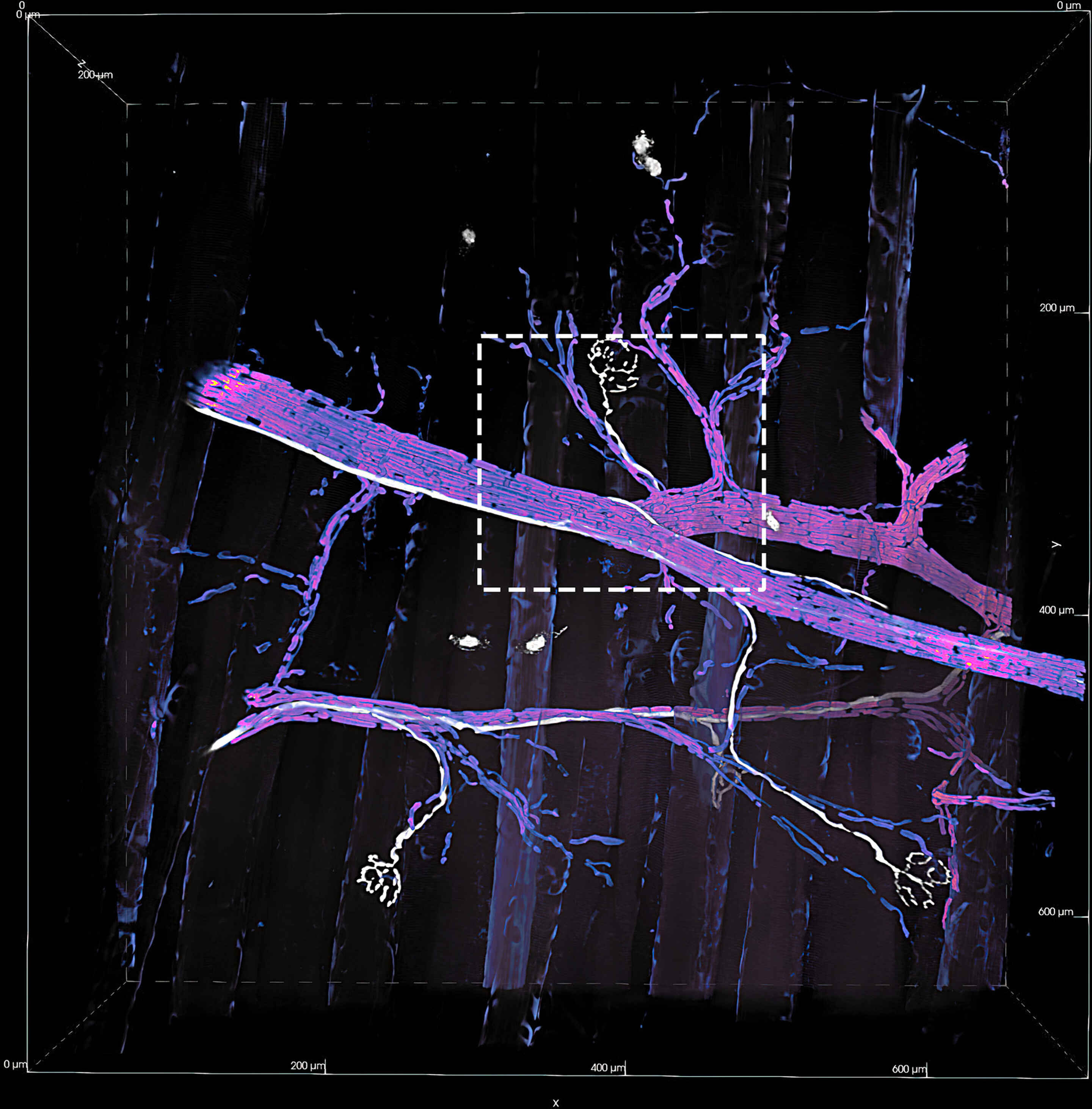 AX / AX R with NSPARC | Confocal and Multiphoton Microscopes ...