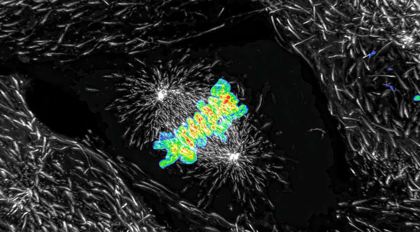 Comprehensive Imaging Software | AX / AX R with NSPARC | Confocal and Multiphoton Microscopes ...