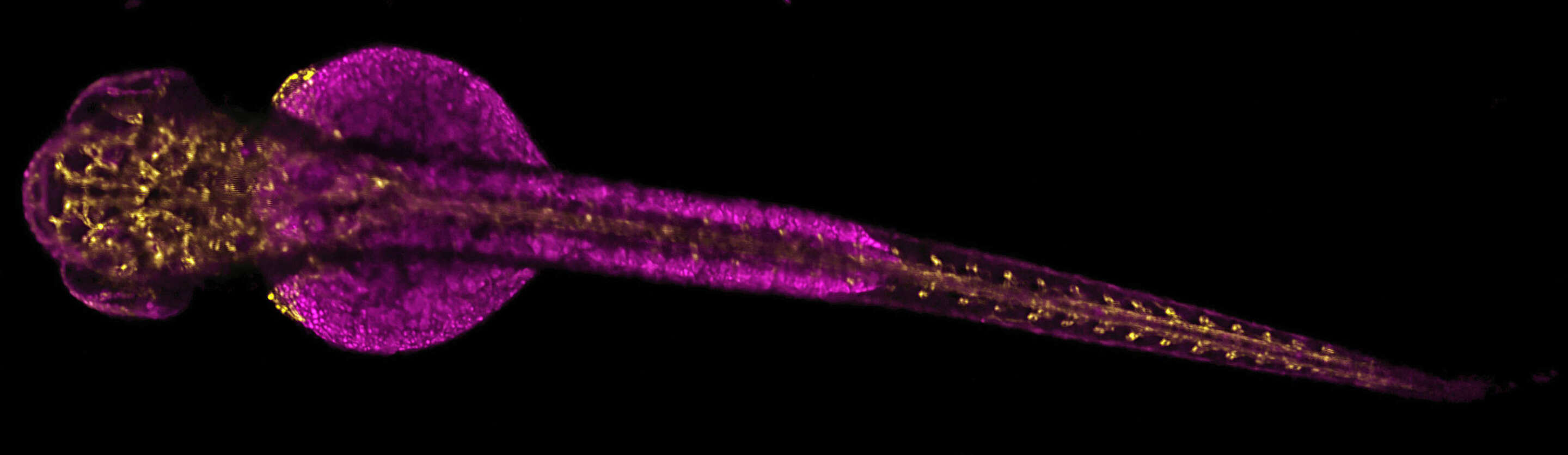 AX R MP with NSPARC | Confocal and Multiphoton Microscopes | Microscope Products | Nikon ...