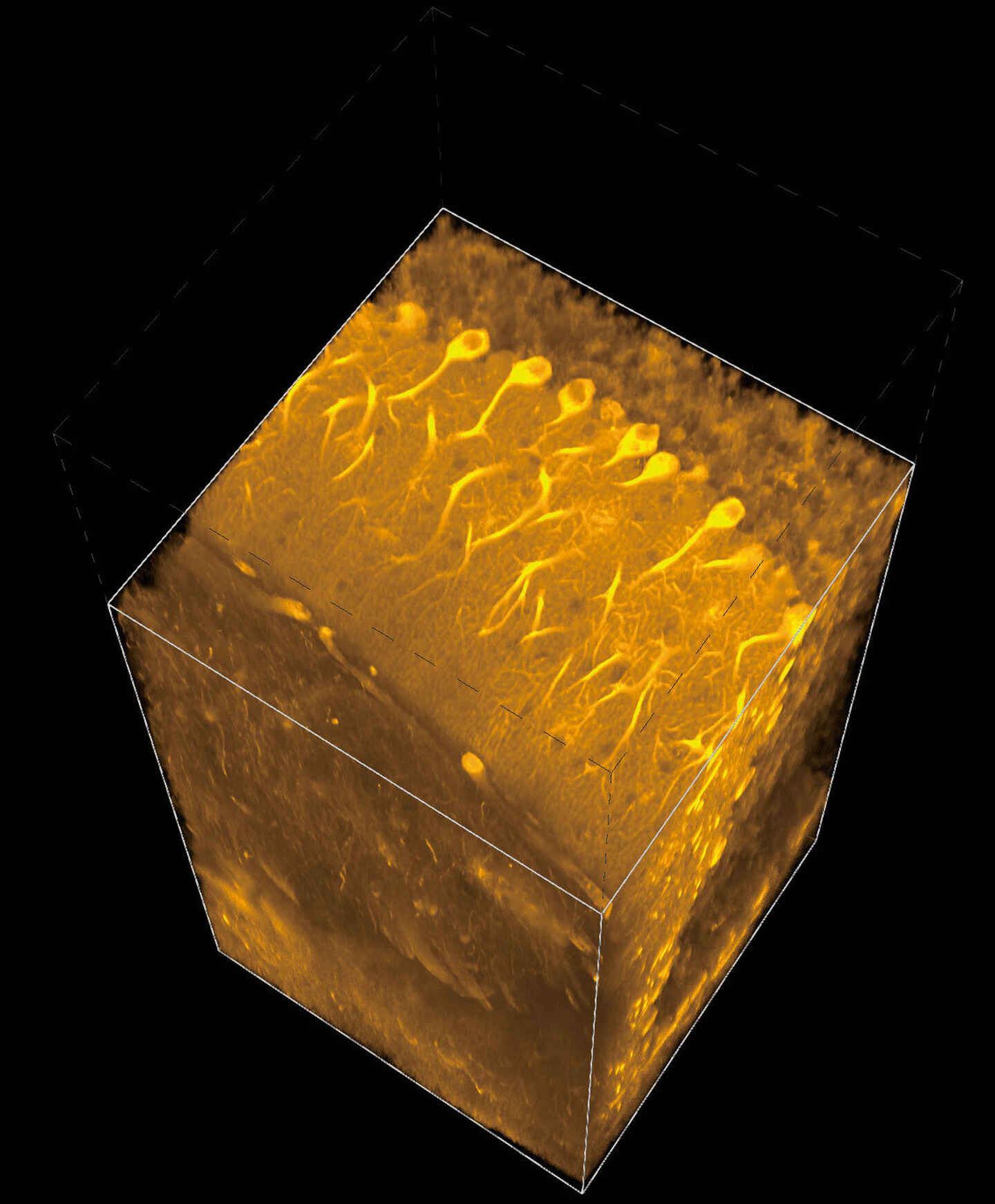 AX R MP with NSPARC | Confocal and Multiphoton Microscopes | Microscope ...