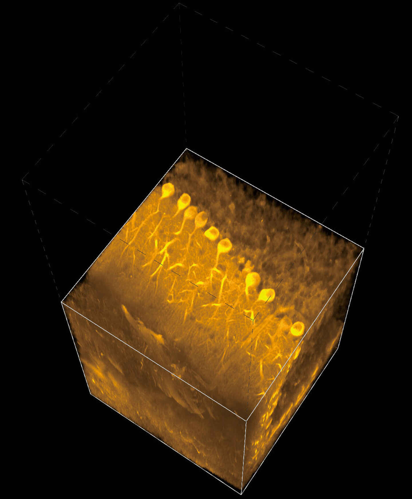AX R MP with NSPARC | Confocal and Multiphoton Microscopes | Microscope ...