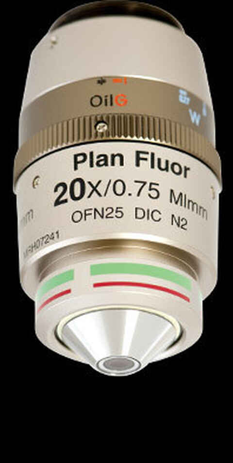 Objectives for Multiphoton Microscopy | AX R MP with NSPARC | Confocal and Multiphoton ...