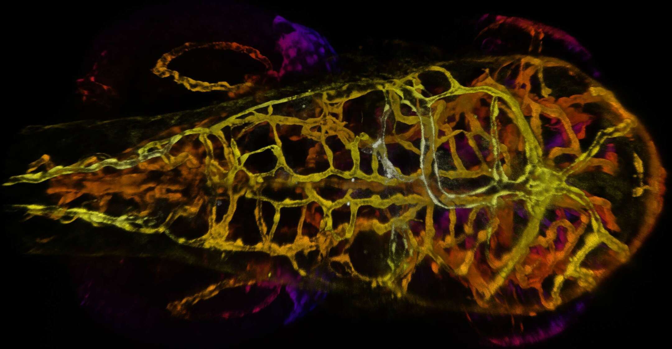 AX R MP with NSPARC | Confocal and Multiphoton Microscopes | Microscope Products | Nikon Europe B.V.