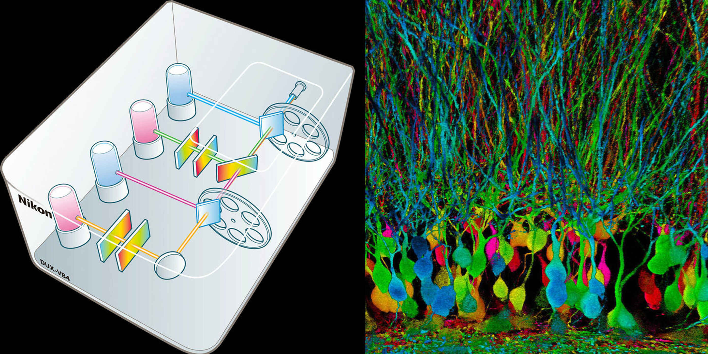 AX R MP with NSPARC | 共聚焦和多光子显微镜 | 显微镜产品 | 尼康精机（上海）有限公司