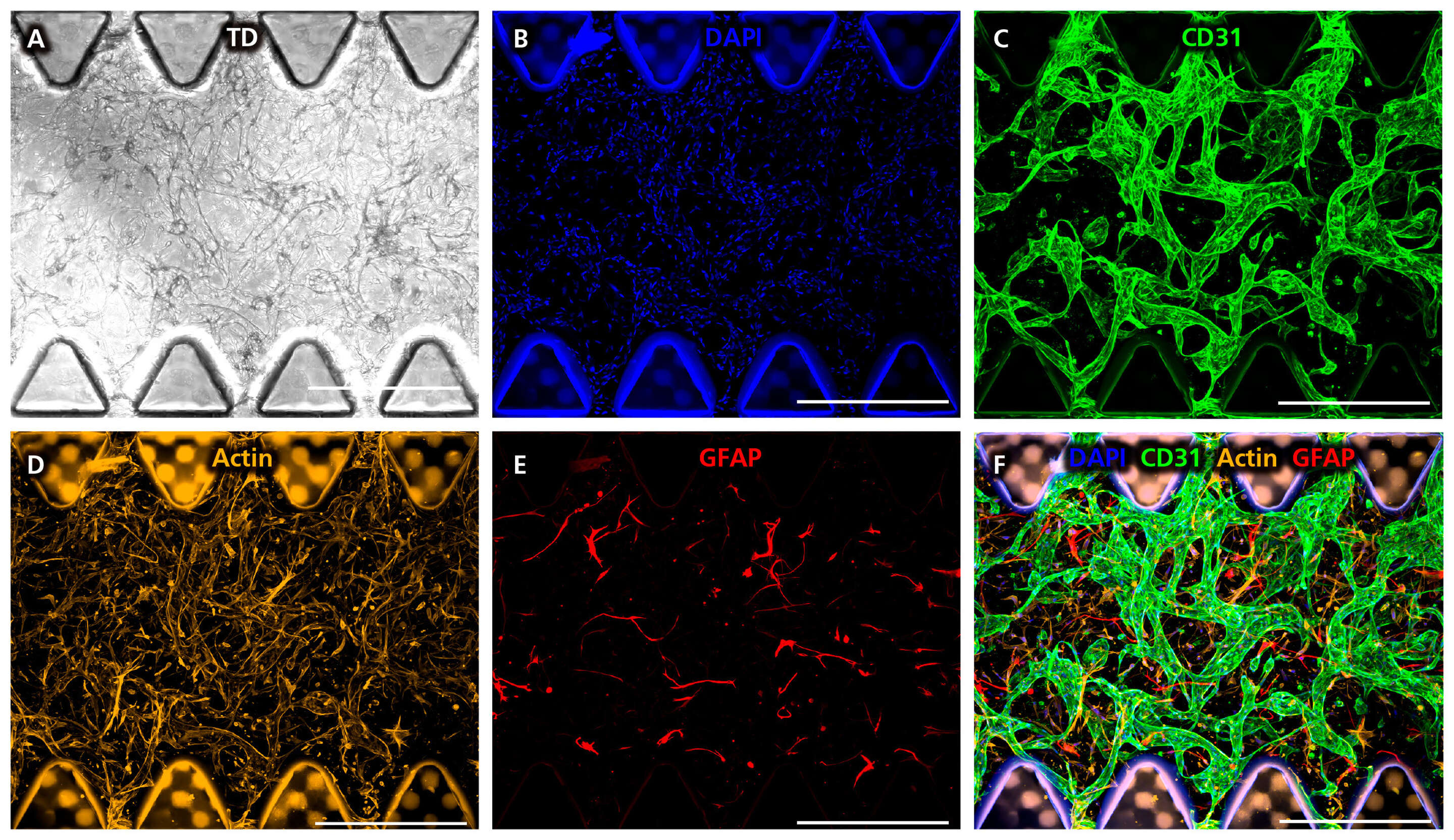 Confocal Imaging of in vitro BBB model using idenTx platform ...