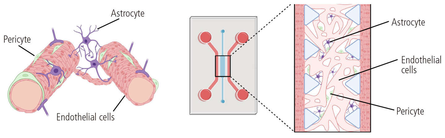idenTx プラットフォームを利用したin vitro BBBモデルの共焦点イメージング | アプリケーションノート | 学ぶ・知る ...