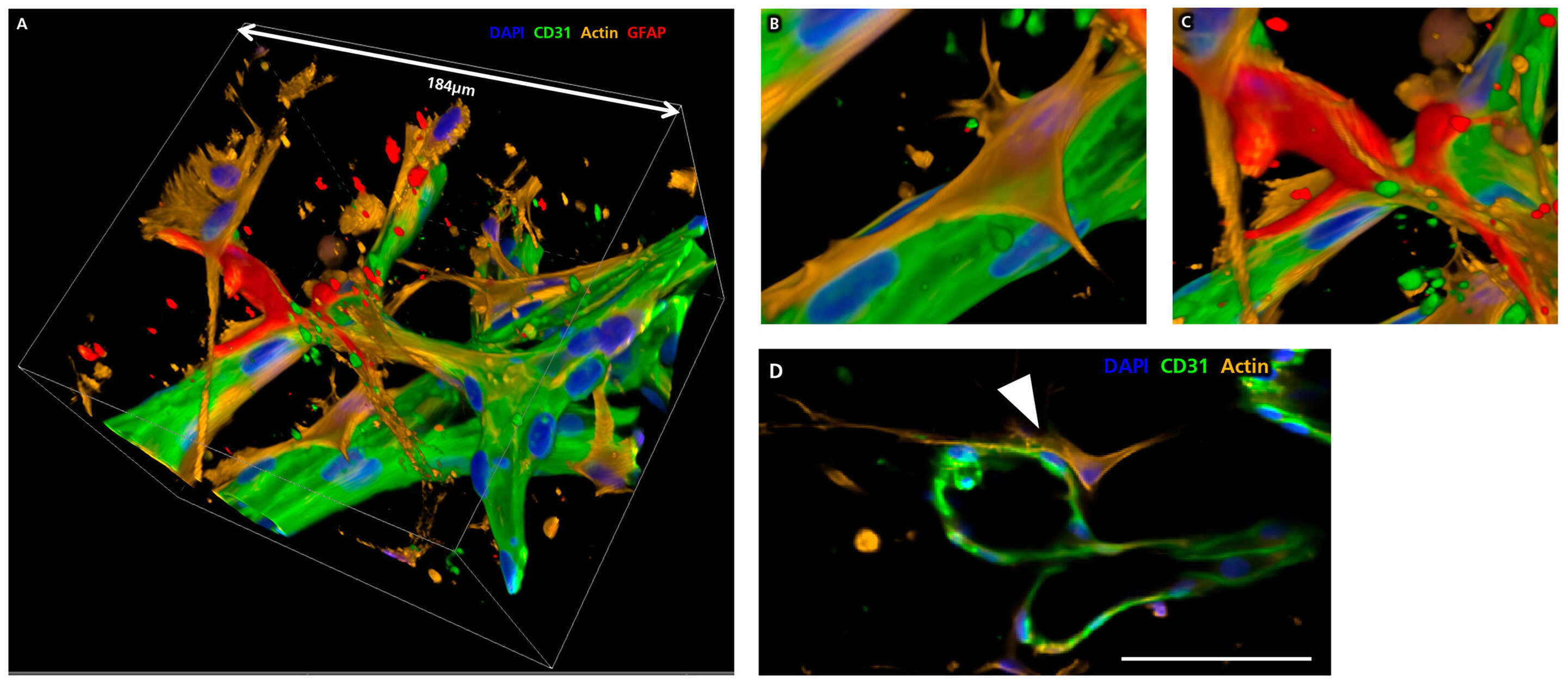 Confocal Imaging of in vitro BBB model using idenTx platform | 应用手册 ...