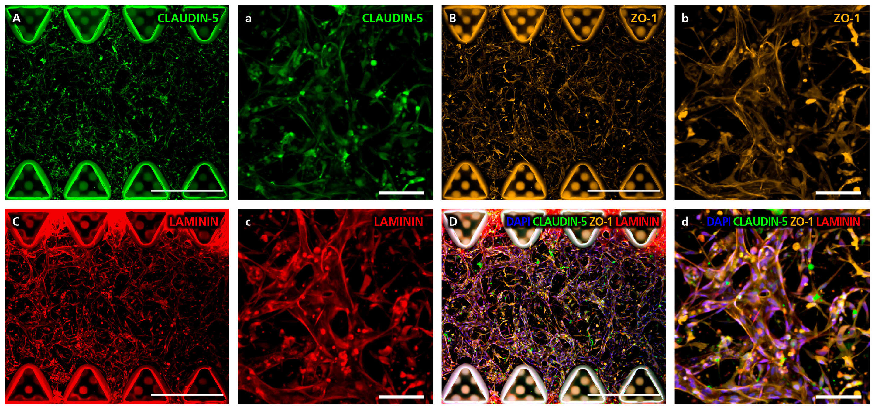 Confocal Imaging of in vitro BBB model using idenTx platform ...