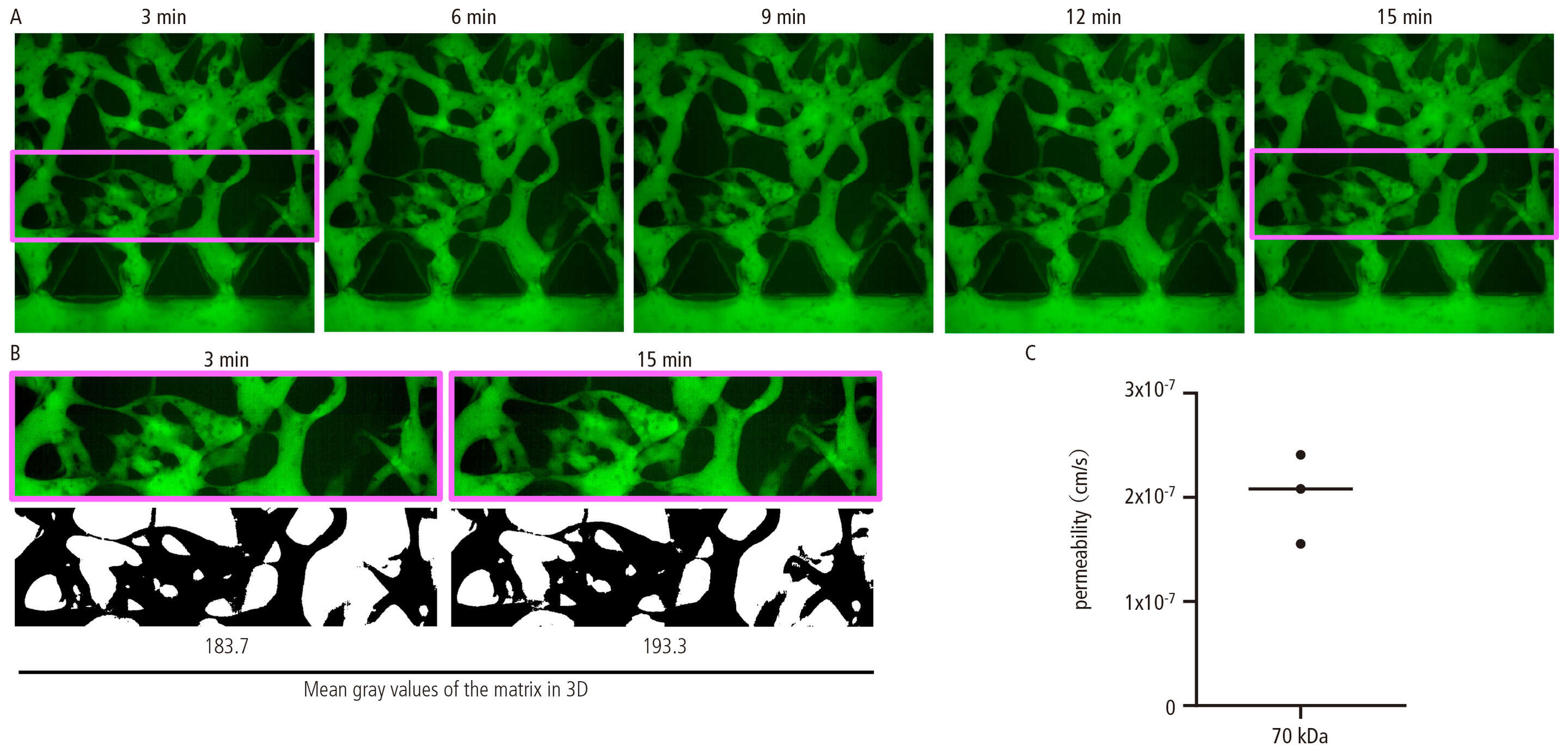 Confocal Imaging of in vitro BBB model using idenTx platform ...