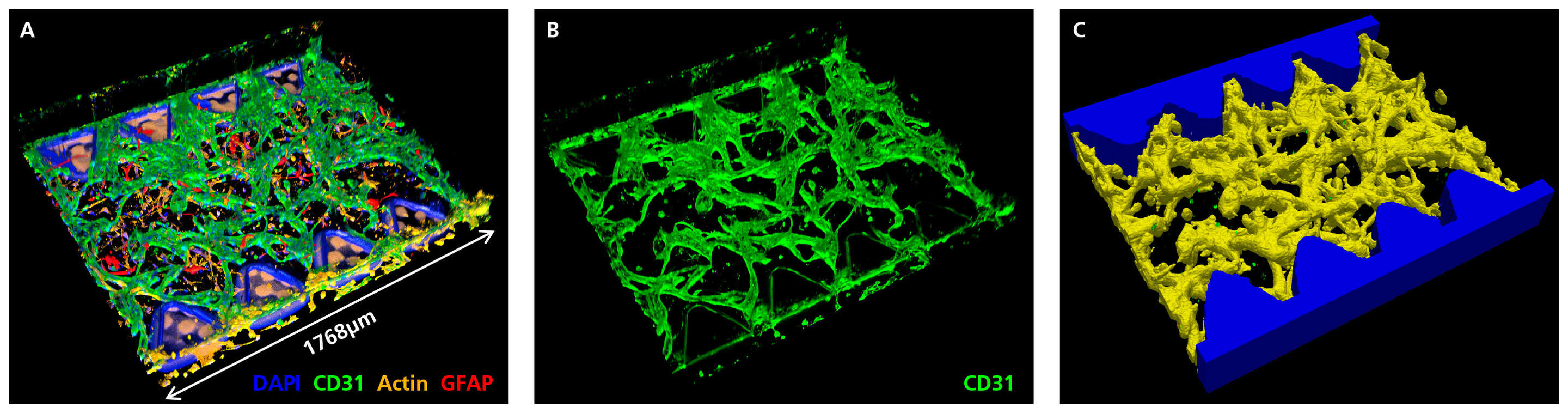Confocal Imaging of in vitro BBB model using idenTx platform ...