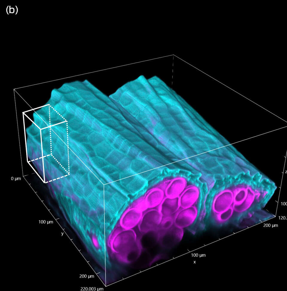 High-resolution macro-to-micro 3D observation of cleared rice anthers ...
