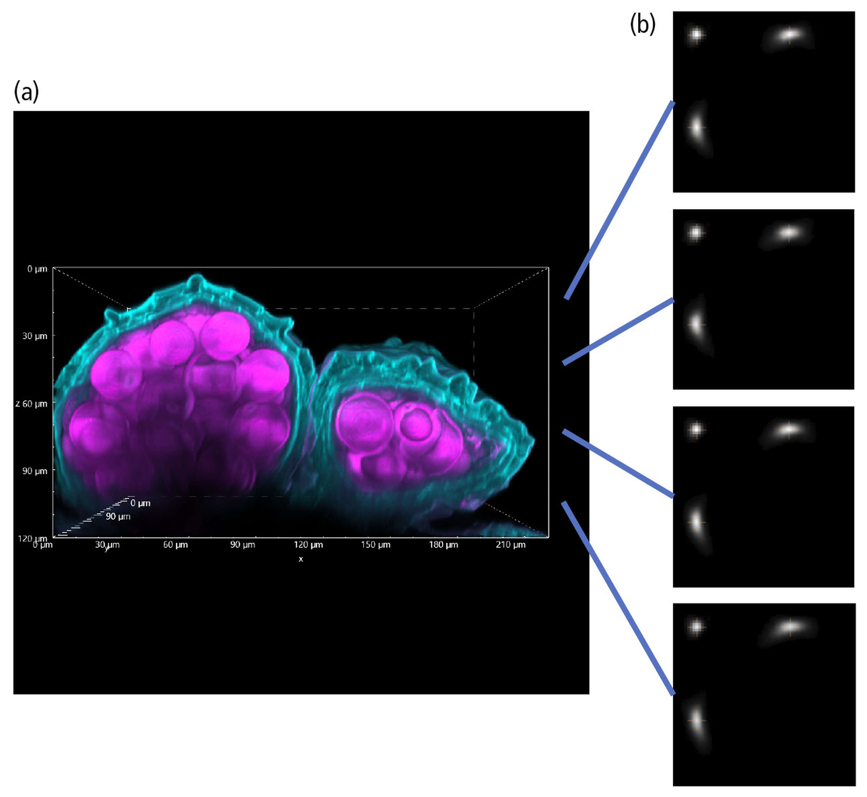 High-resolution macro-to-micro 3D observation of cleared rice anthers ...