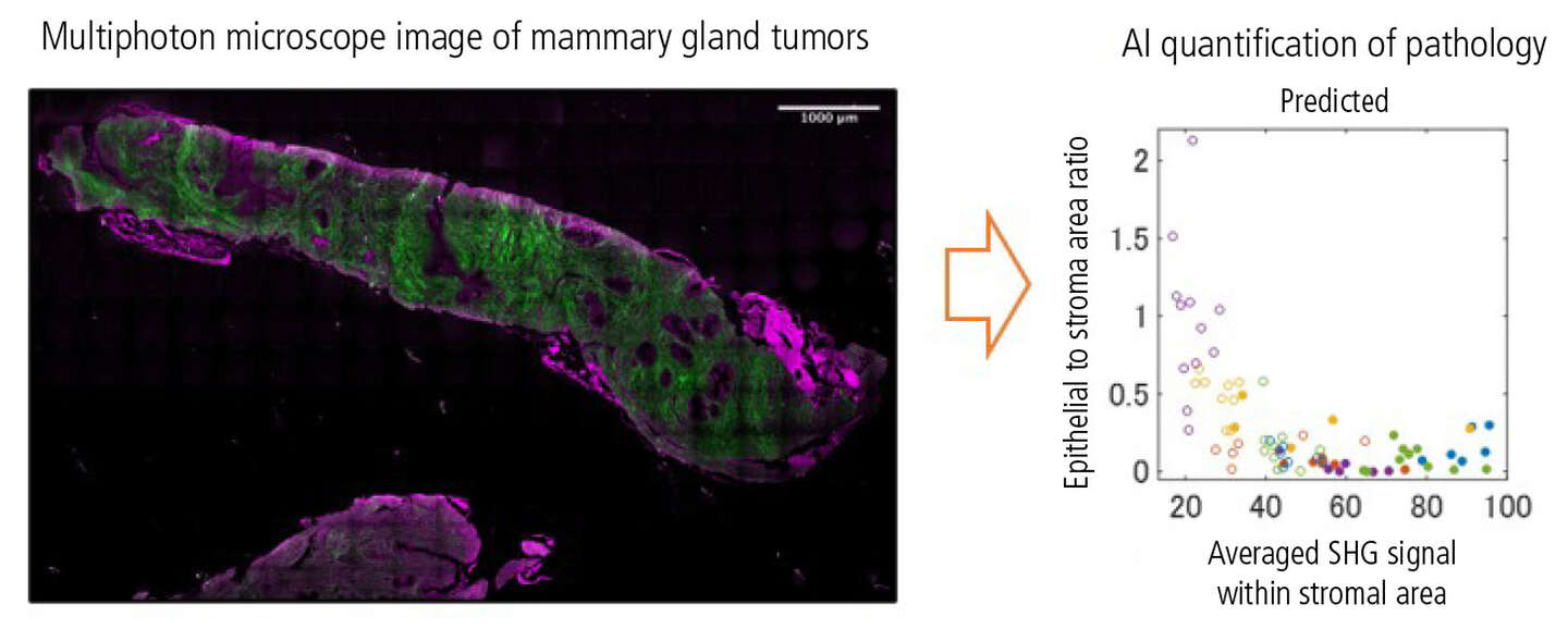Diagnostic imaging of mixed connective tissue and epithelial tumors of ...