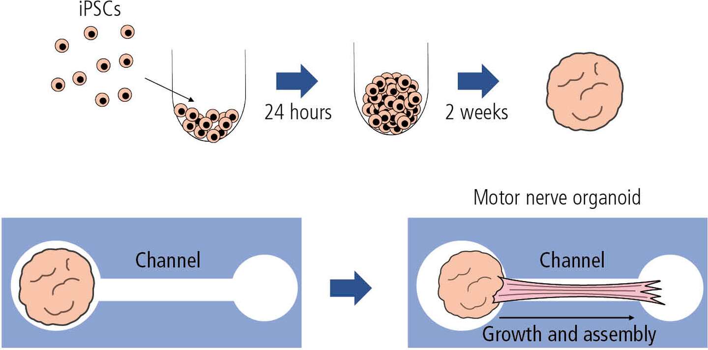 Long-term, high-resolution time-lapse imaging of axon self-assembly ...