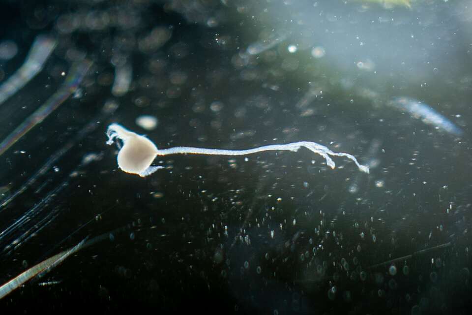 Long-term, high-resolution time-lapse imaging of axon self-assembly ...