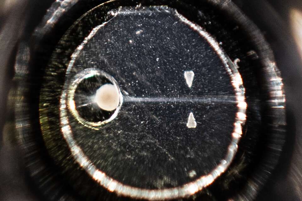 Long-term, high-resolution time-lapse imaging of axon self-assembly ...