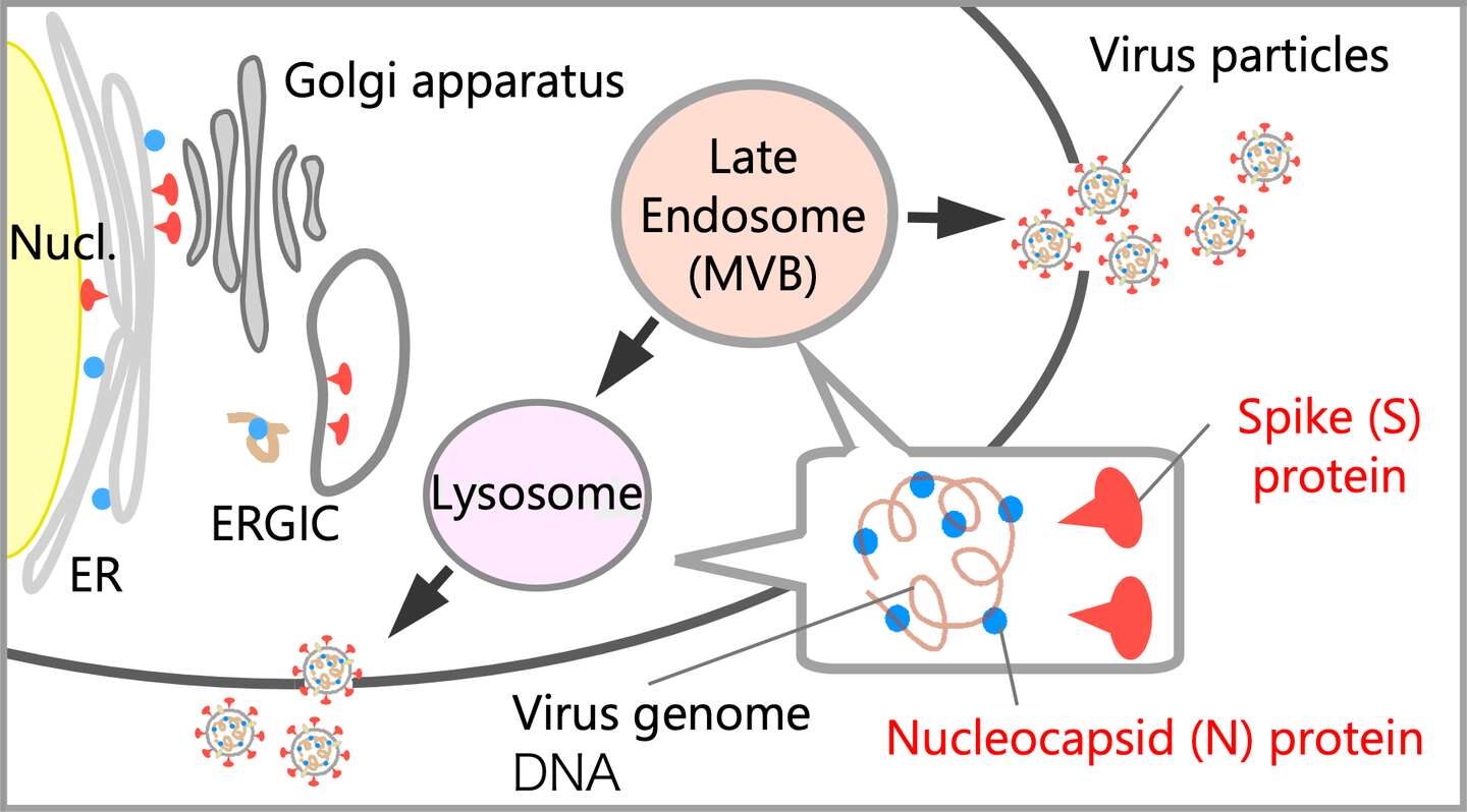Protein components of virus particles in SARS-CoV-2-infected cells imaged by N-STORM super ...