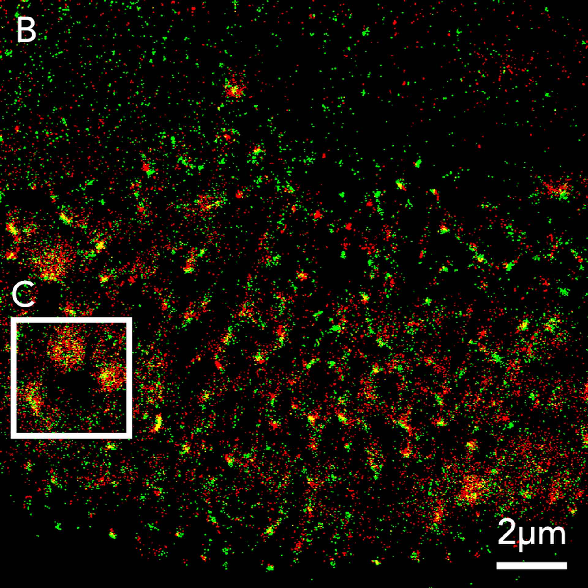 Protein components of virus particles in SARS-CoV-2-infected cells ...