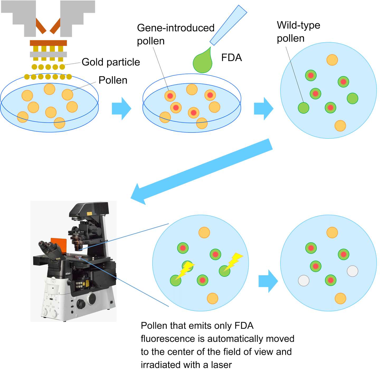 Automatic isolation of pollen using NIS-Elements General Analysis (GA) and JOBS imaging workflow ...