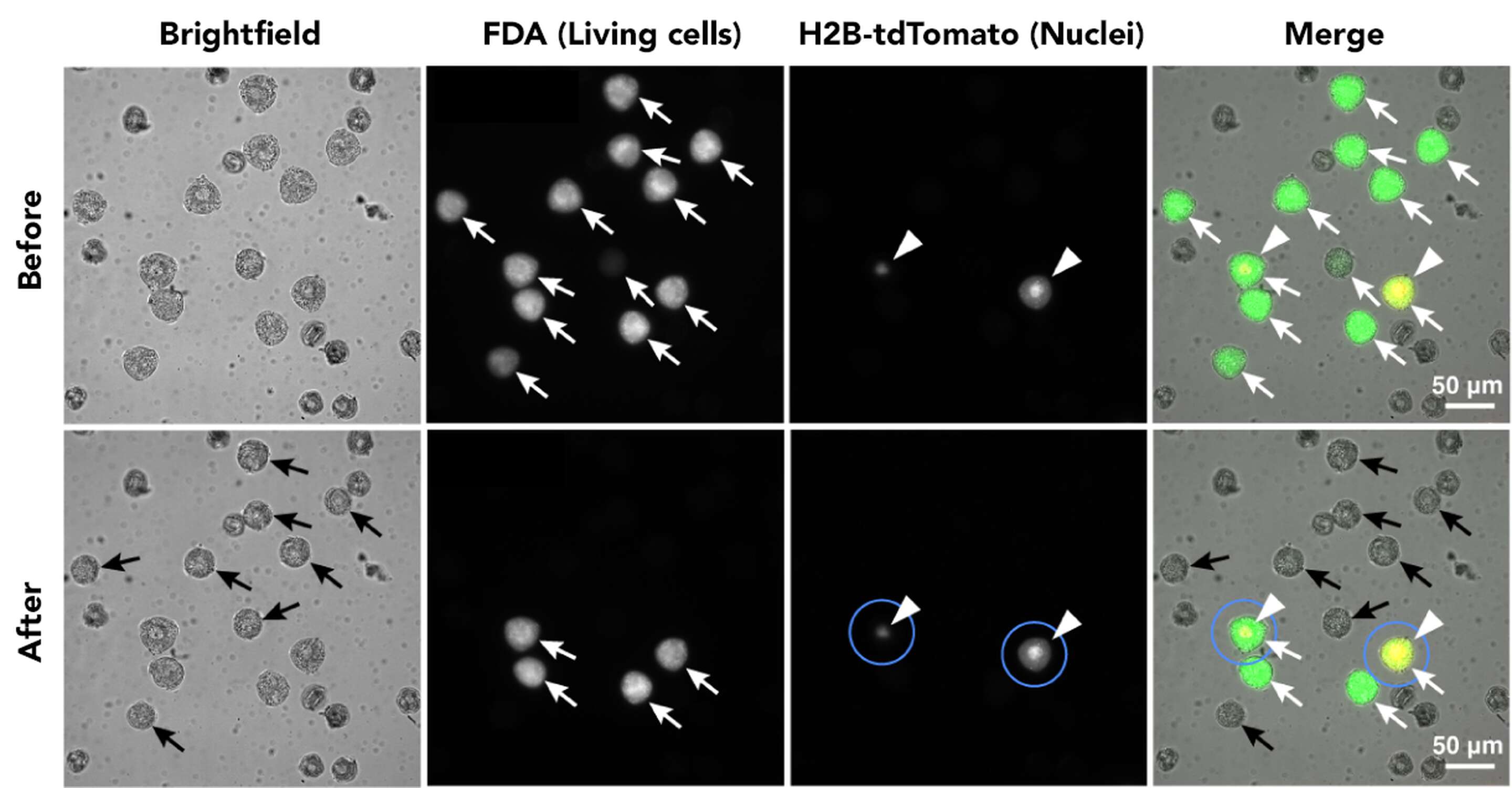 Automatic isolation of pollen using NIS-Elements General Analysis (GA ...
