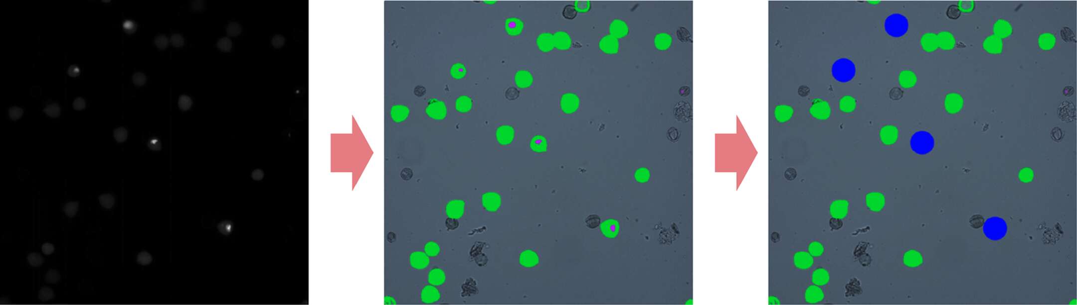 Automatic isolation of pollen using NIS-Elements General Analysis (GA ...