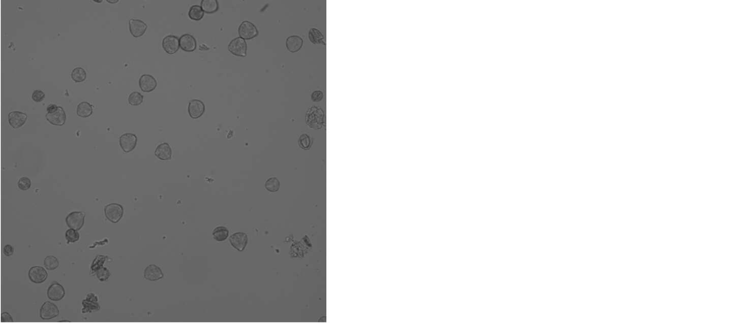 Automatic isolation of pollen using NIS-Elements General Analysis (GA ...